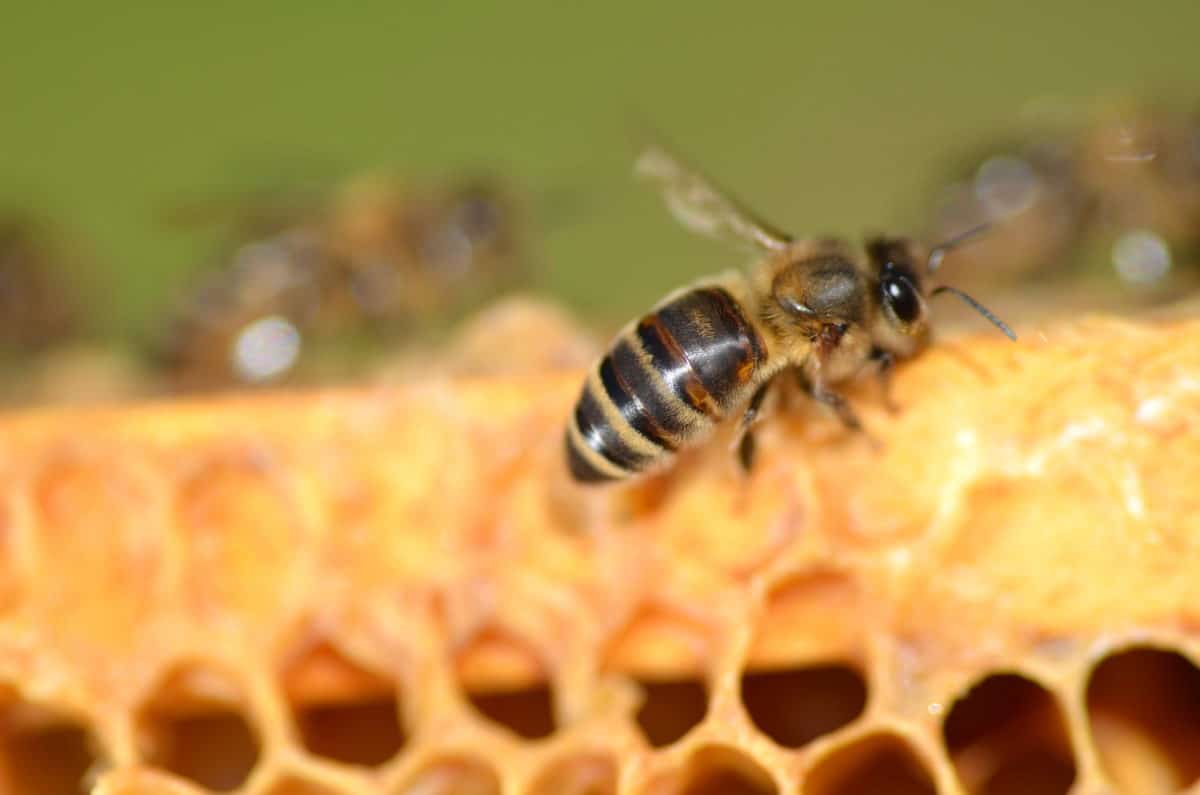 How you can thrive from the hive | NatureBee