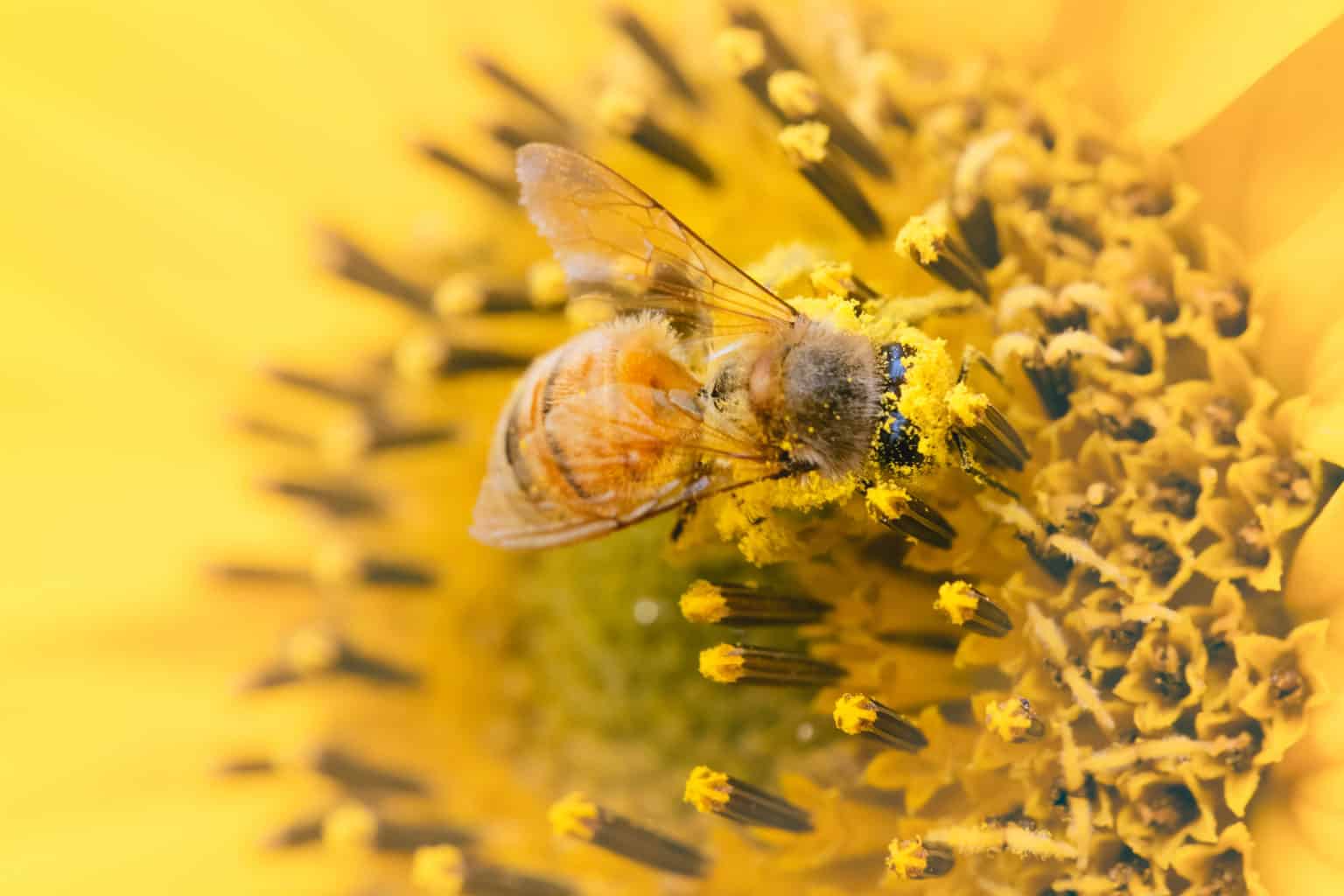 The power of the honeybee in our ecosystem | NatureBee