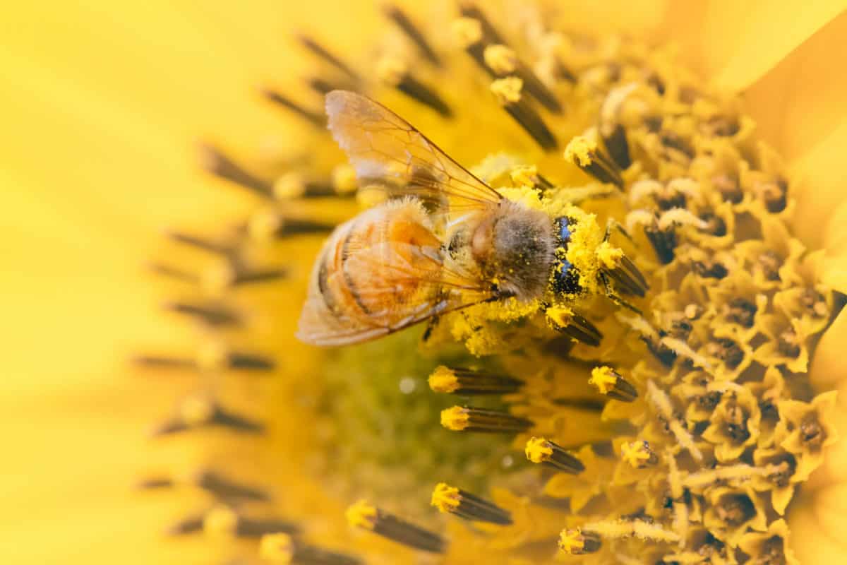 18 bee pollen benefits and recipes in 2021 | NatureBee