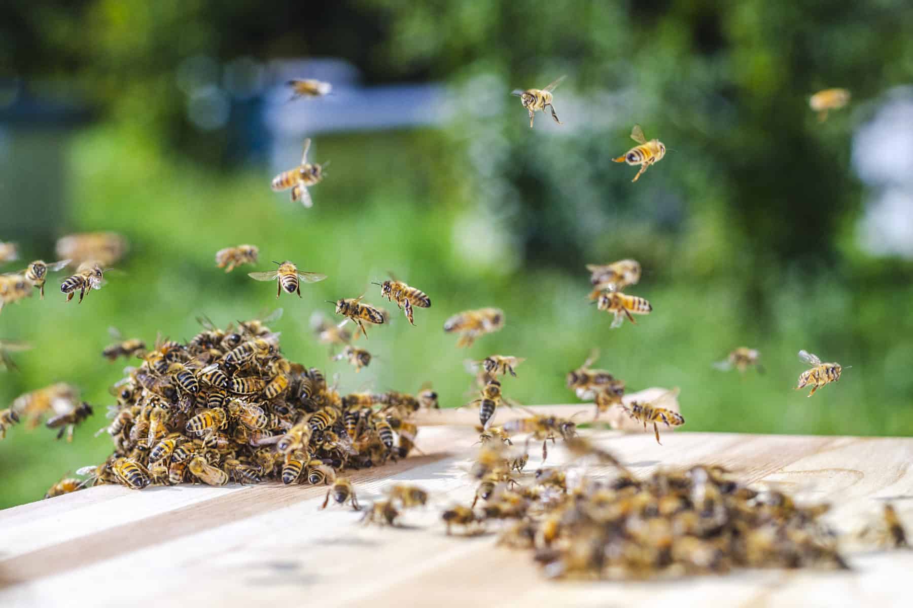 The feel-good factor of bringing the bees back | NatureBee