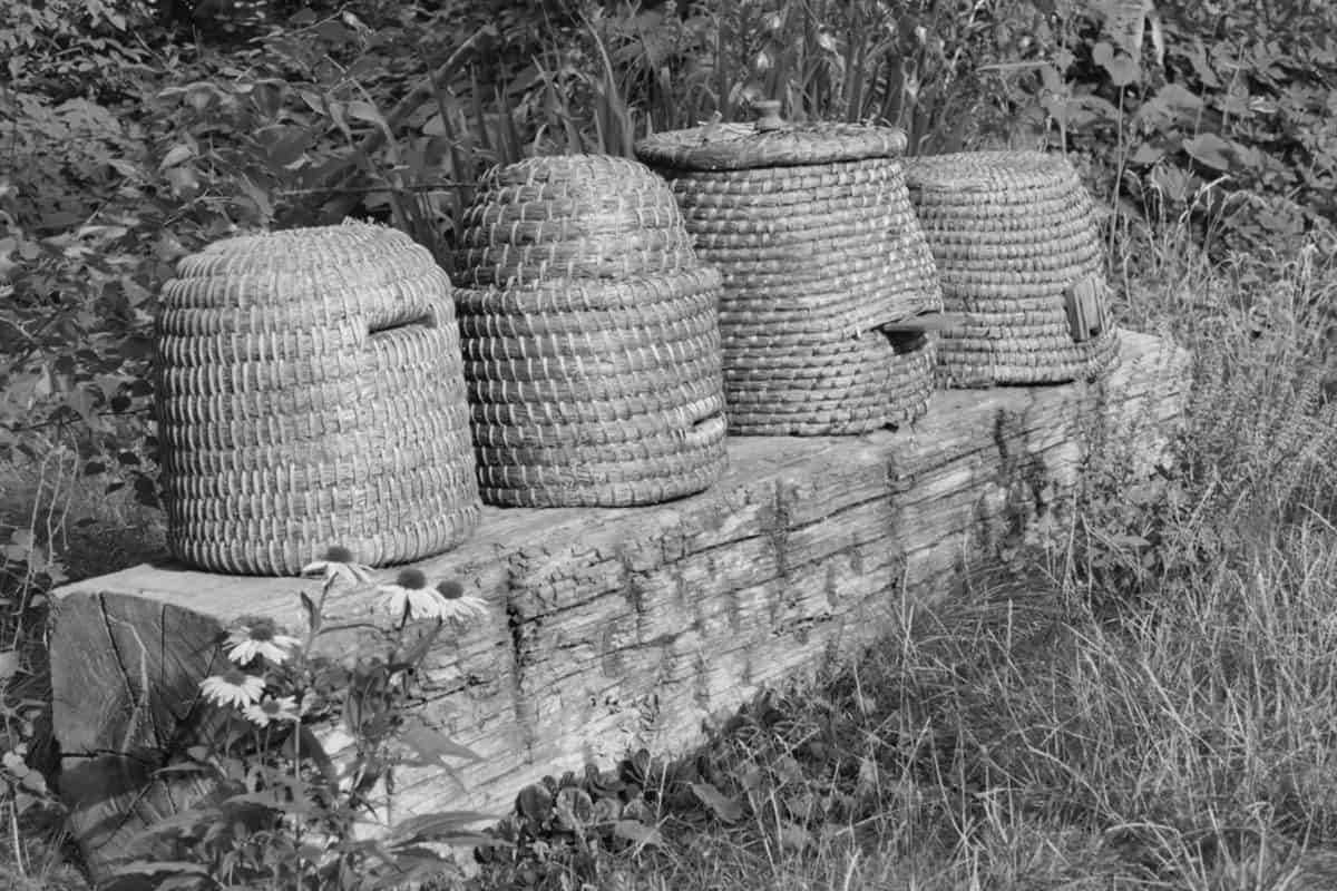 To Bee Or Not To Bee: Our History With Bee Pollen | NatureBee